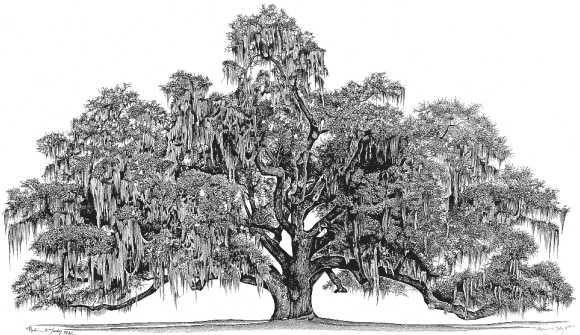 Prairie Enterprises Inc - Lawrence Tree Care & Landscape Professionals